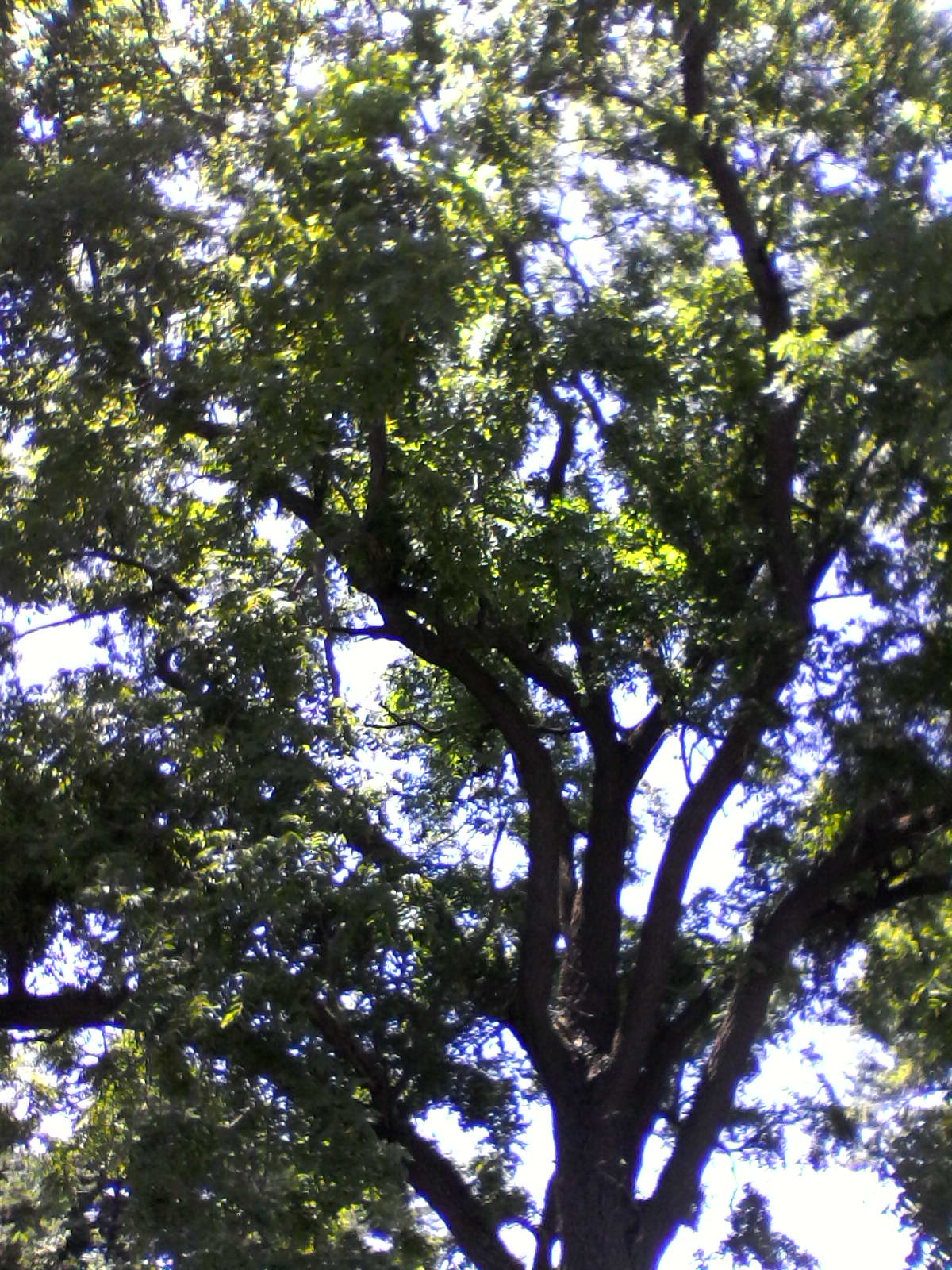 Ye Old Walnut Tree – Interesting Authors Blog